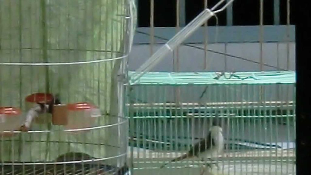 Bài 2. Thuần chim chào mào bổi – ChimCanhViet.Vn